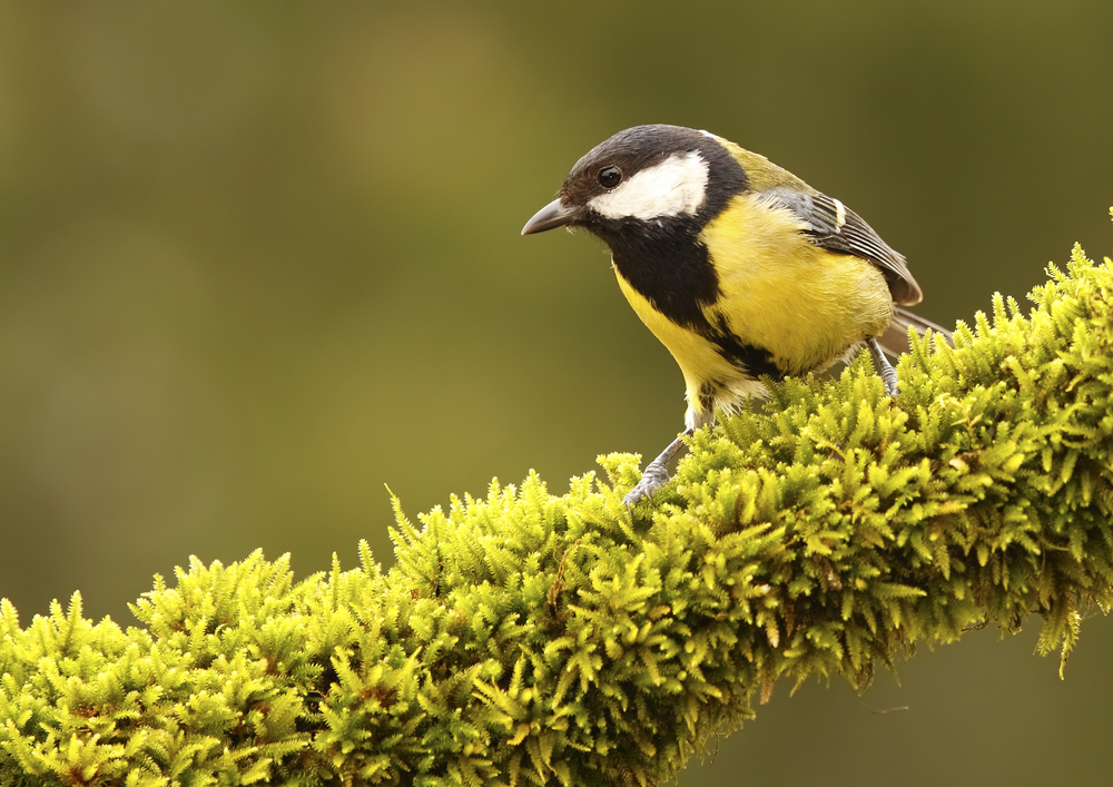 The Birds Have Faith That God Will Provide, Do You? - Encourage your soul